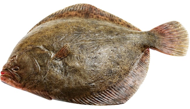 Steinbutt Filet mit Haut